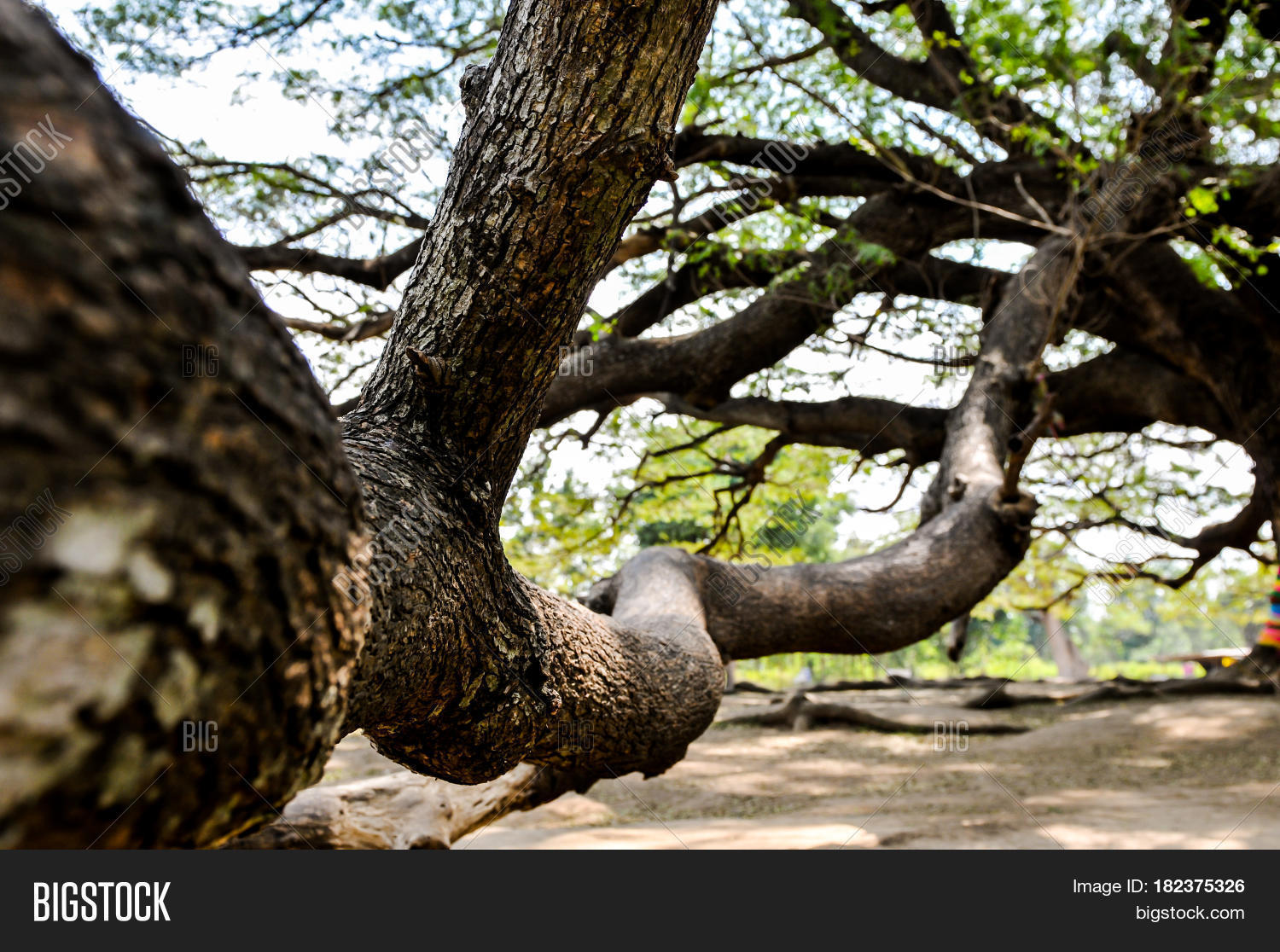 Spring Meadow Roots Image & Photo (Free Trial) | Bigstock