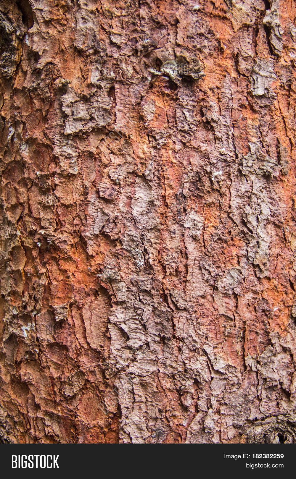 Texture Red Pine Bark Image & Photo (Free Trial) | Bigstock