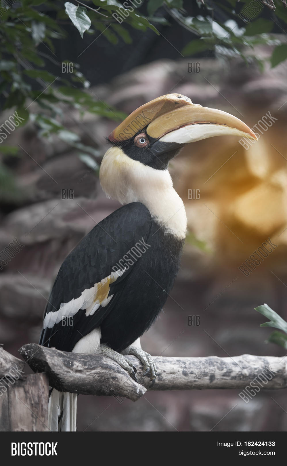 Portrait Great Horn Image & Photo (Free Trial) | Bigstock