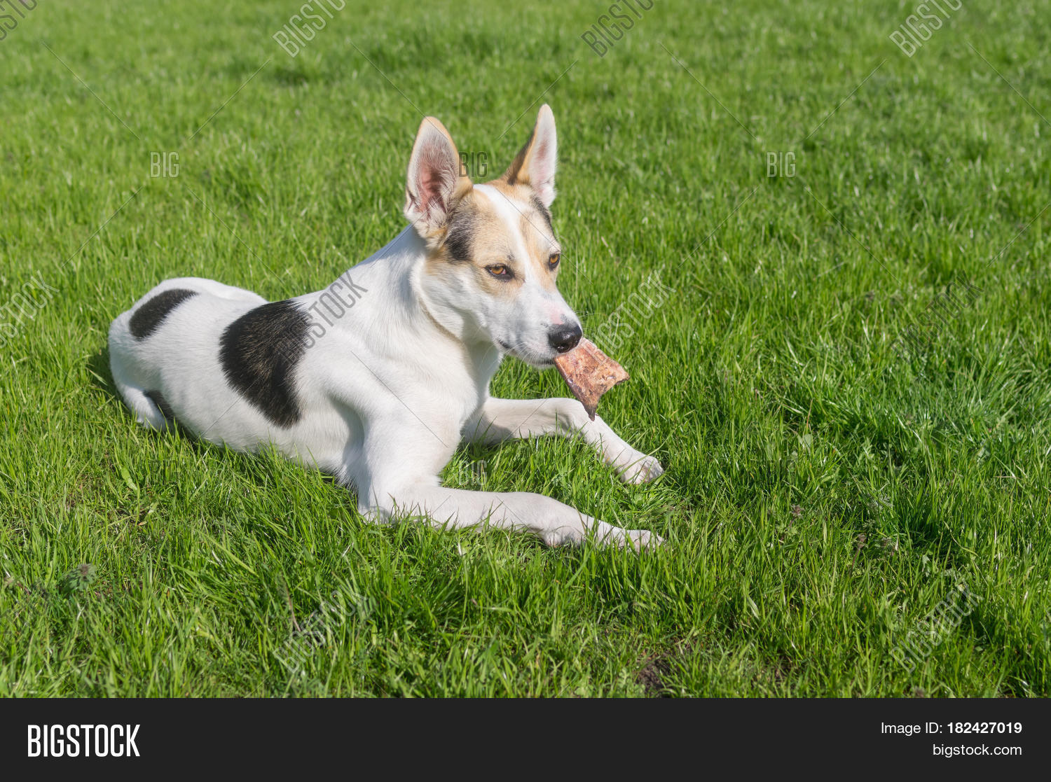 Cross-breed Hunting Image & Photo (Free Trial) | Bigstock