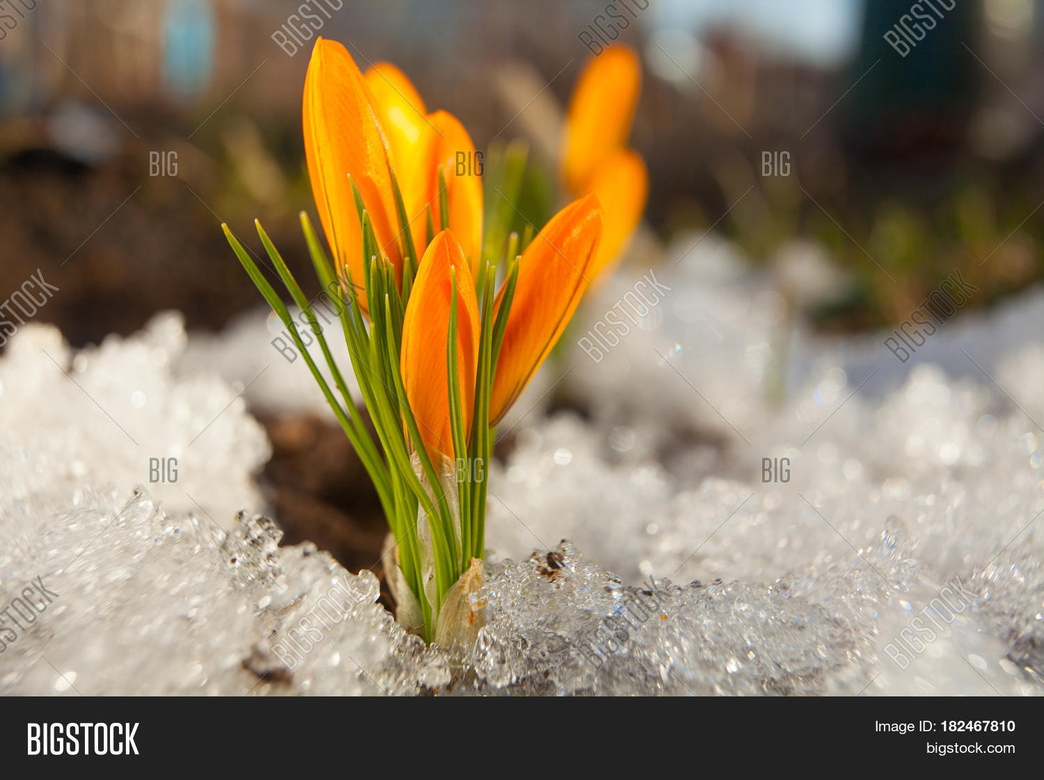 Beautiful Spring Image & Photo (Free Trial) | Bigstock