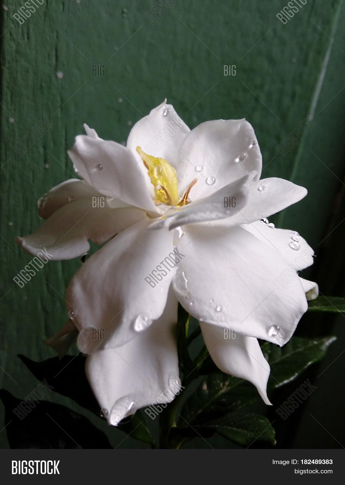 Flor De Gardênia Image & Photo (Free Trial) | Bigstock