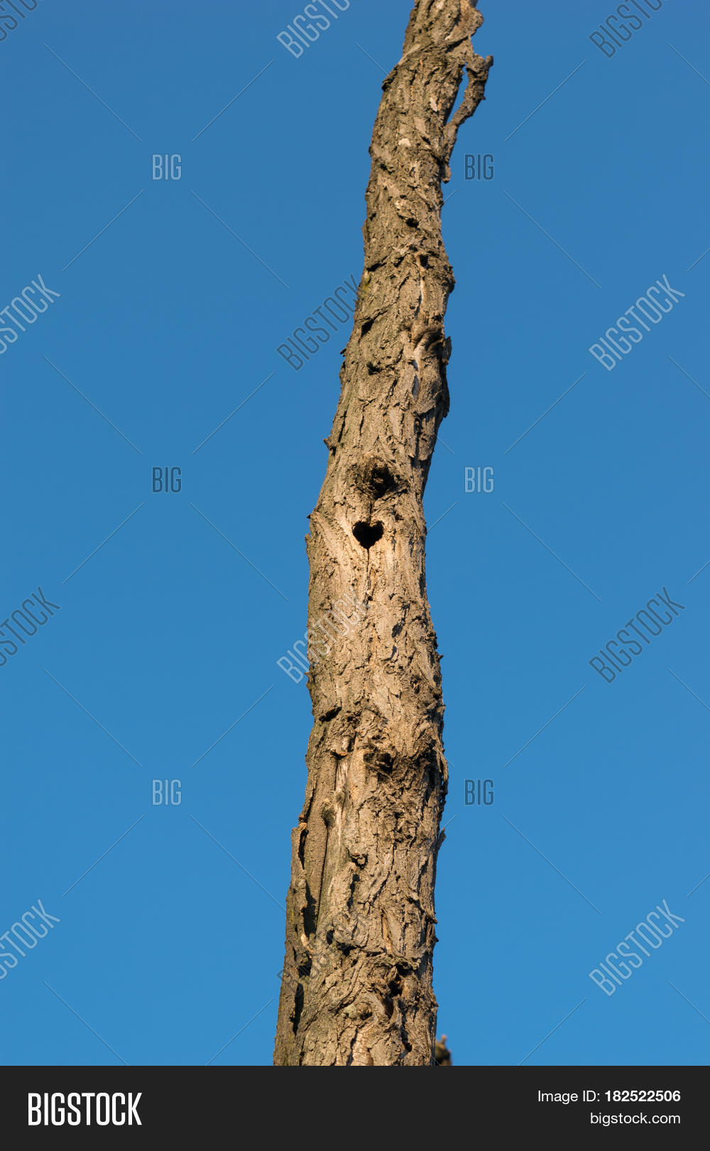 Acacia Tree Trunk Image & Photo (Free Trial) | Bigstock