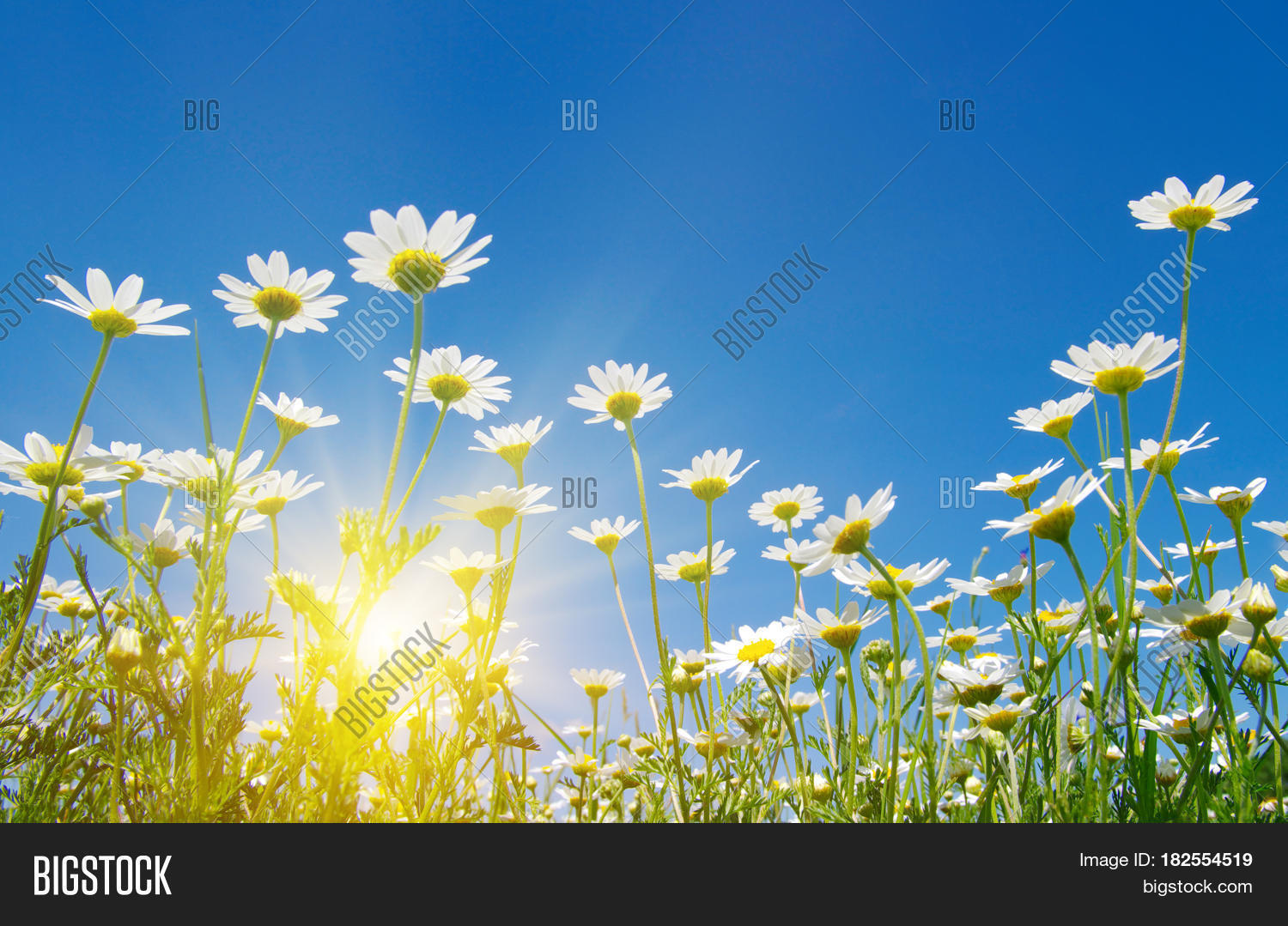 Field Daisies, Blue Image & Photo (Free Trial) | Bigstock