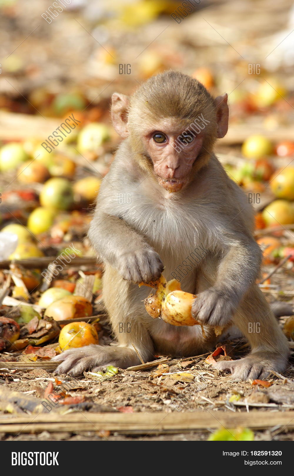 Monkey Eating Fruit Image & Photo (Free Trial) | Bigstock
