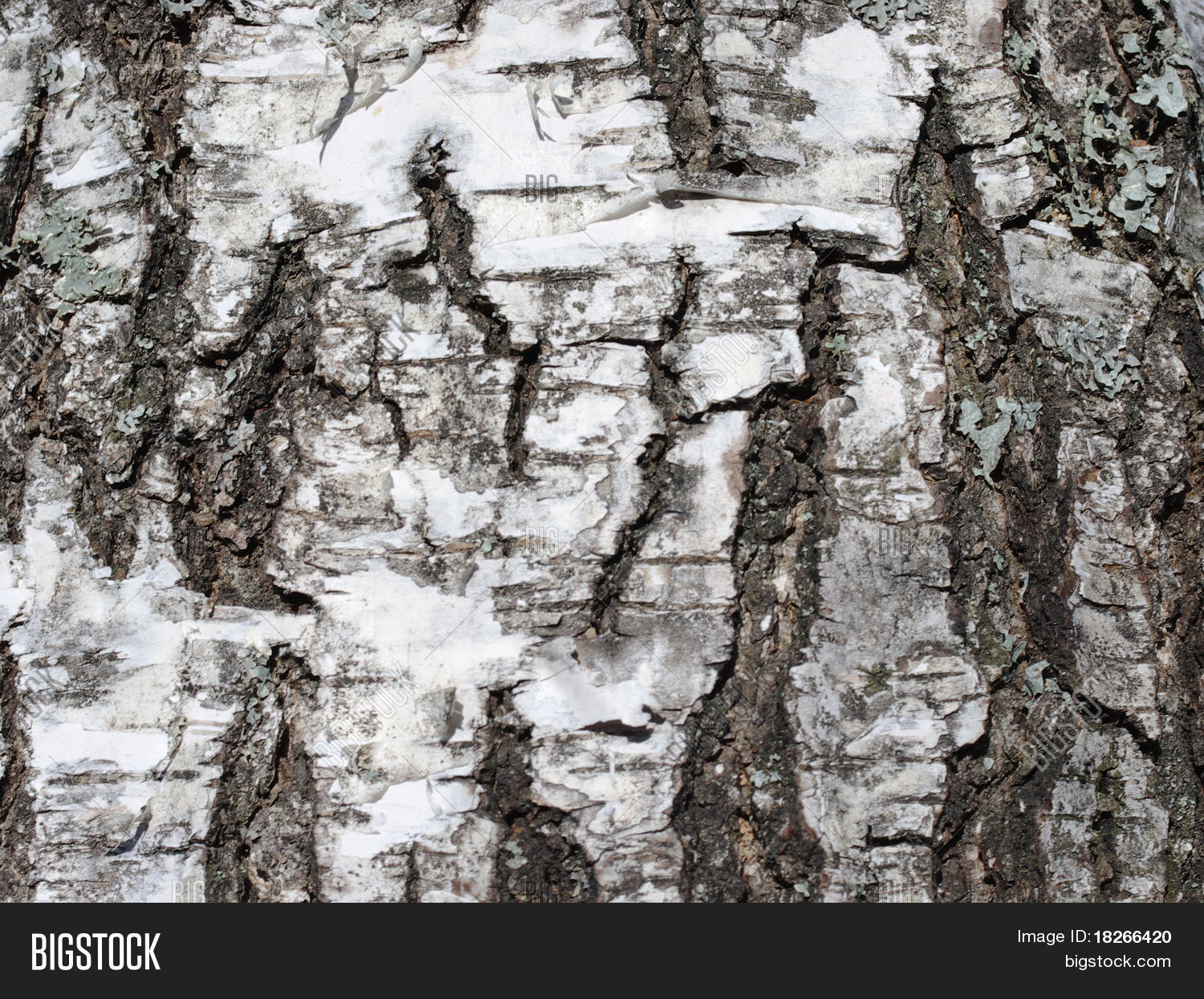 Old Birch Bark Image & Photo (Free Trial) | Bigstock