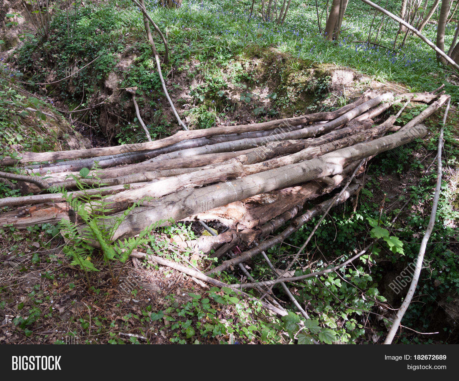 Bunch Twigs Logs Image & Photo (Free Trial) | Bigstock