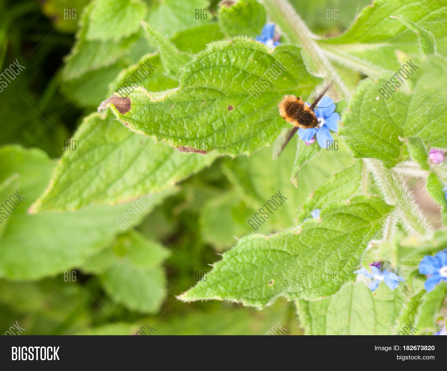 Bee Motion Above Plant Image & Photo (Free Trial) | Bigstock
