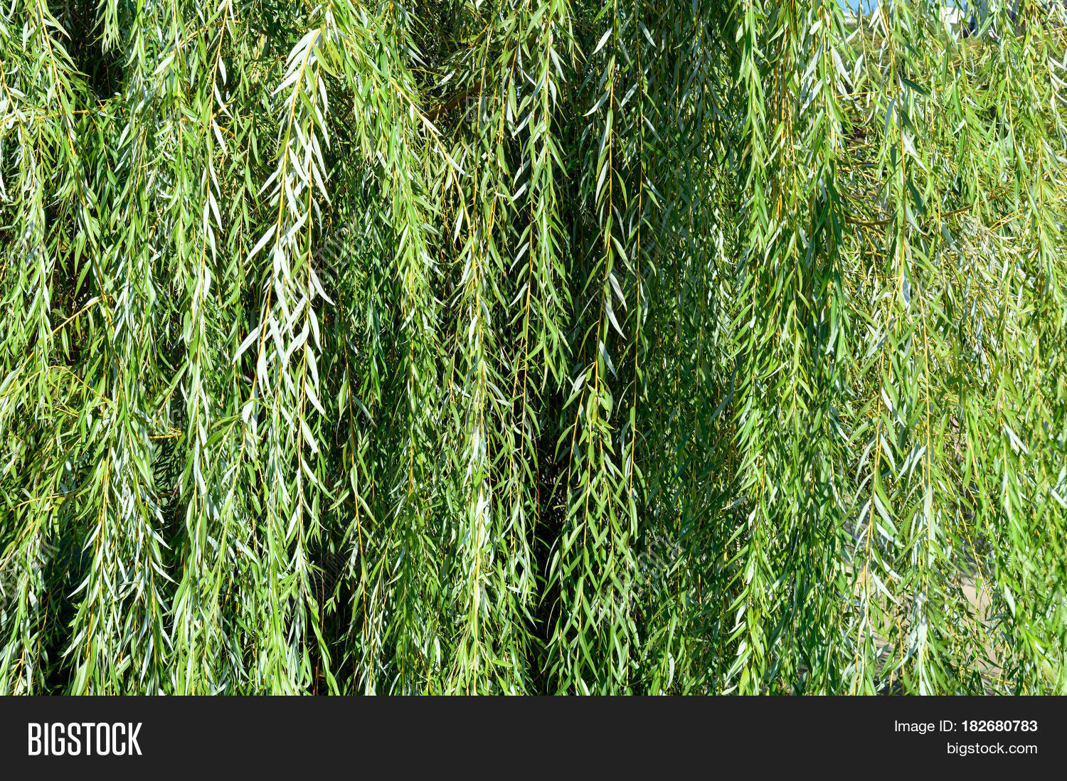 Weeping Willow Tree Image & Photo (Free Trial) | Bigstock