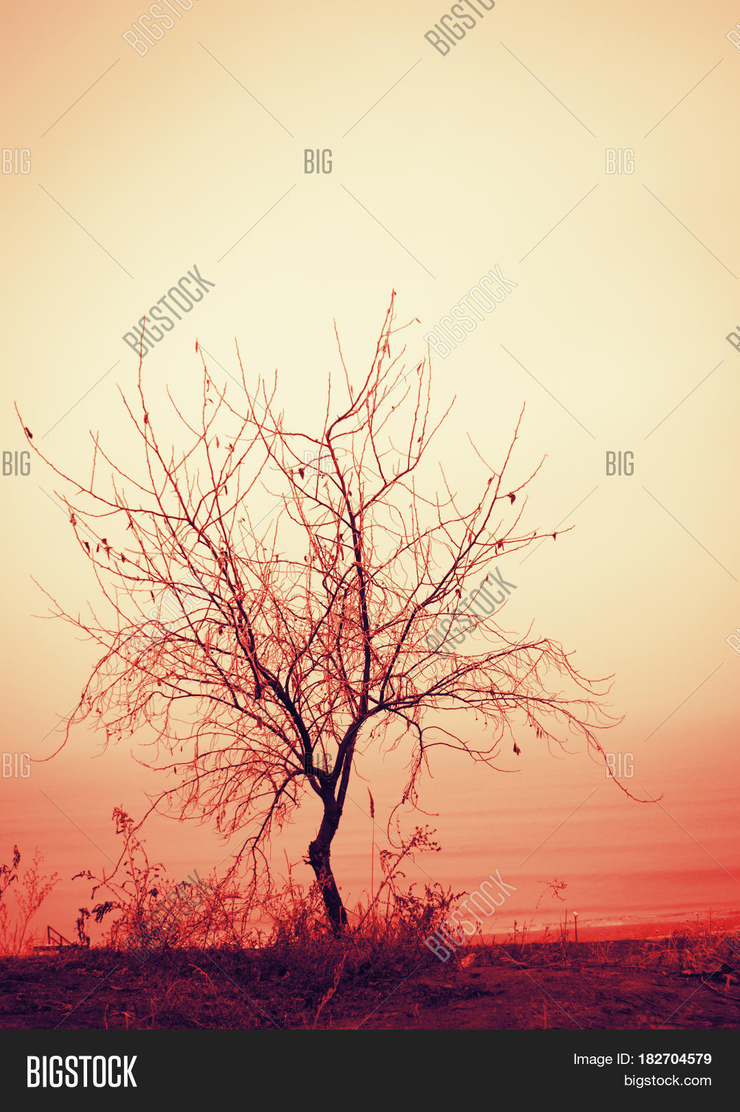 Beautiful Lone Tree Image & Photo (Free Trial) | Bigstock