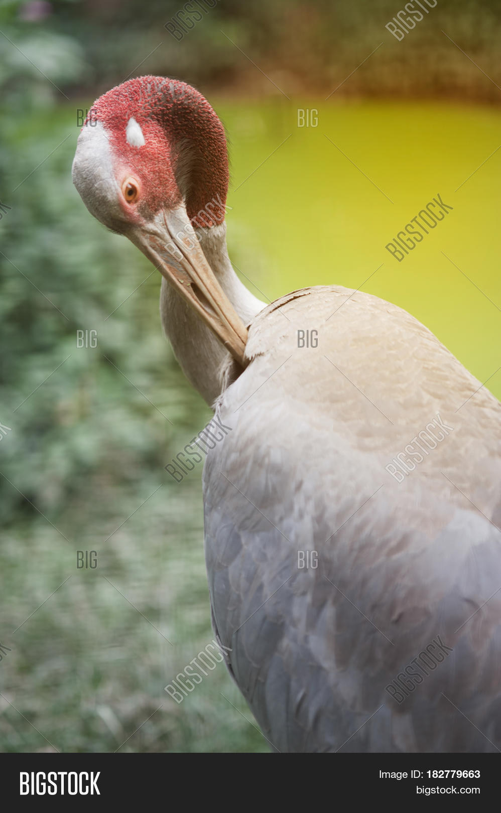 Close Eastern Sarus Image & Photo (Free Trial) | Bigstock