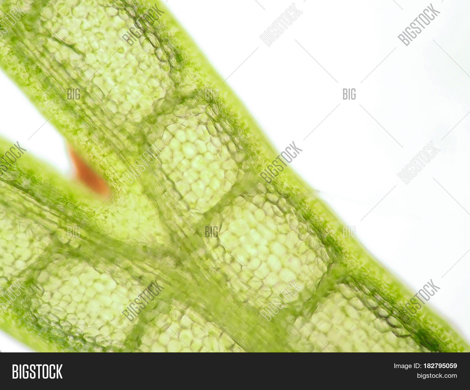 Aquatic Plant Cell Image & Photo (Free Trial) | Bigstock