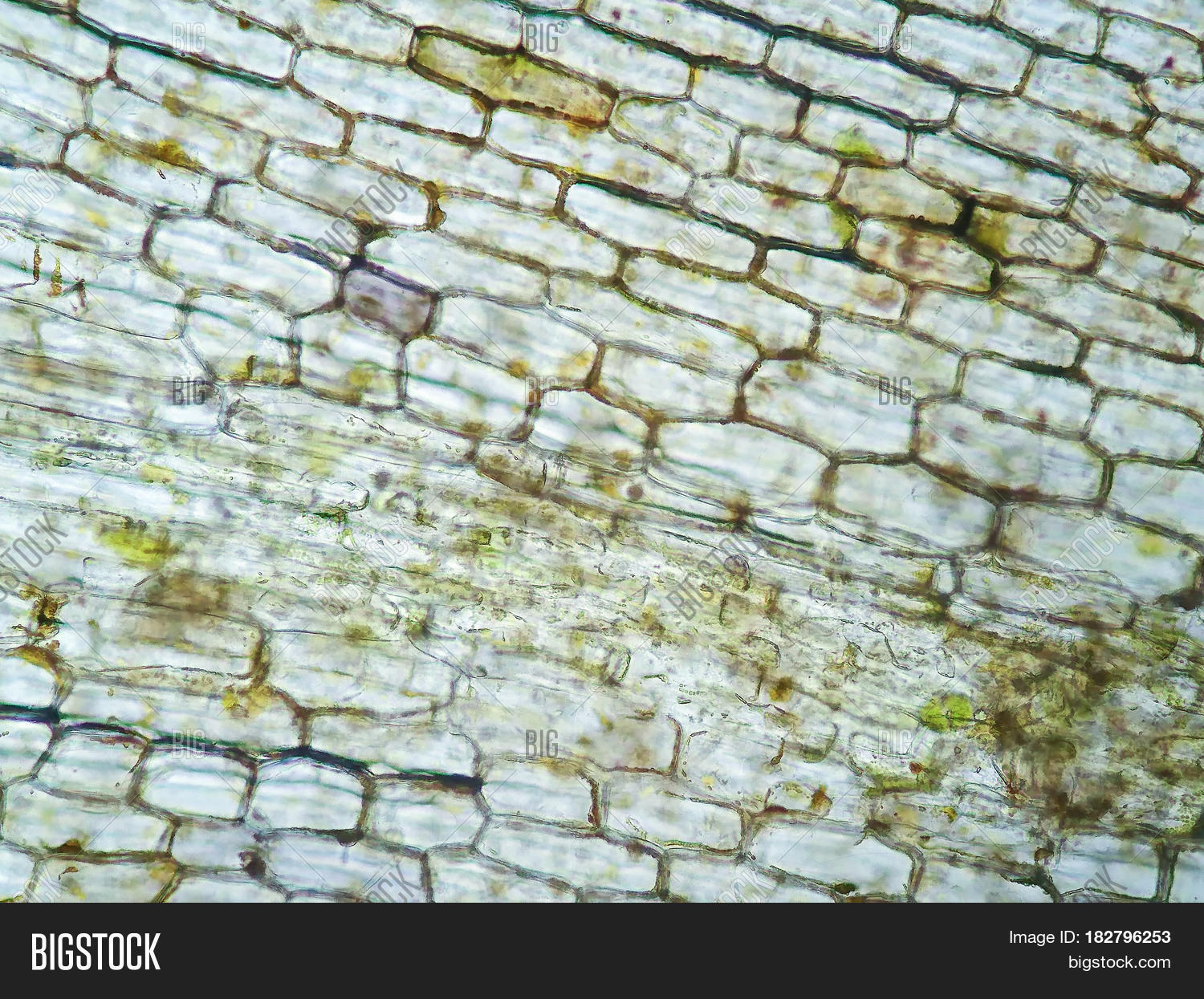 Aquatic Plant Cell Image & Photo (Free Trial) | Bigstock