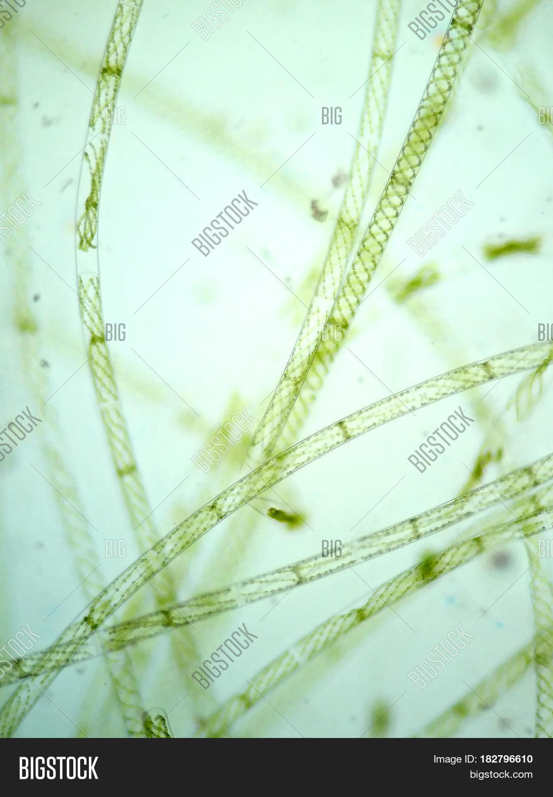 Filamentous Algae Image & Photo (Free Trial) | Bigstock