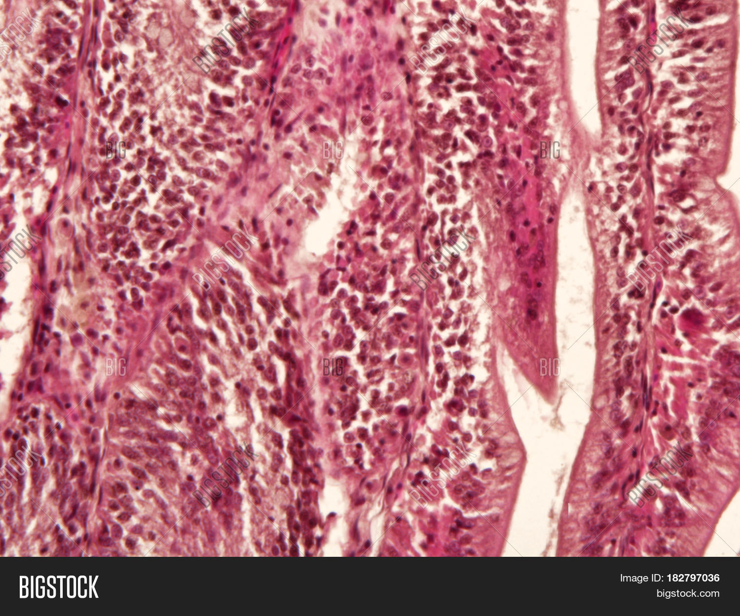 Intestine Animal Image & Photo (Free Trial) | Bigstock