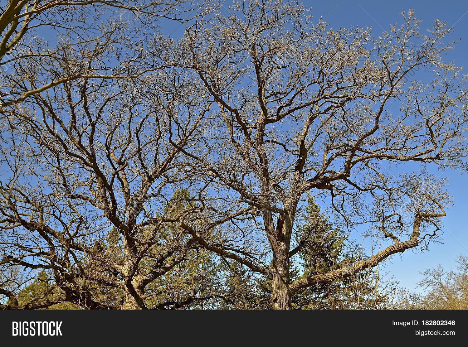 Gnarling Limbs Huge Image & Photo (Free Trial) | Bigstock
