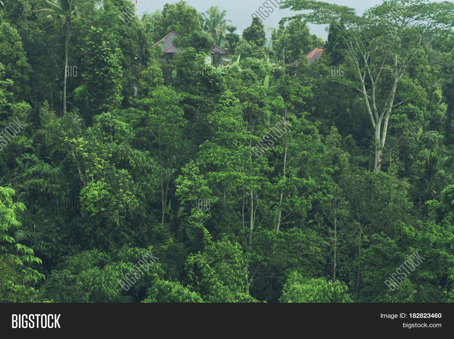 Tropical Forest View Image & Photo (Free Trial) | Bigstock