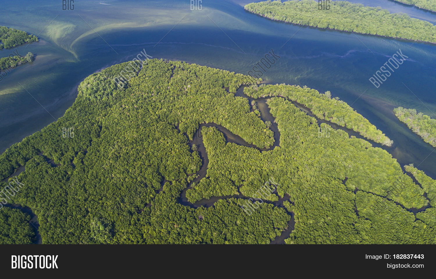 Mangrove Forest Swamp Image & Photo (Free Trial) | Bigstock
