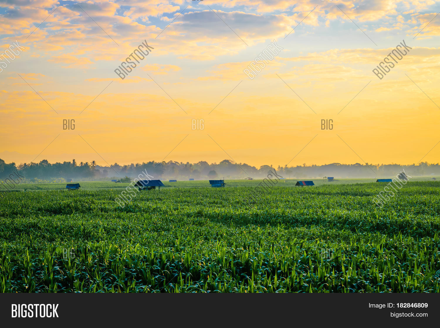 Beautiful Morning Image & Photo (Free Trial) | Bigstock