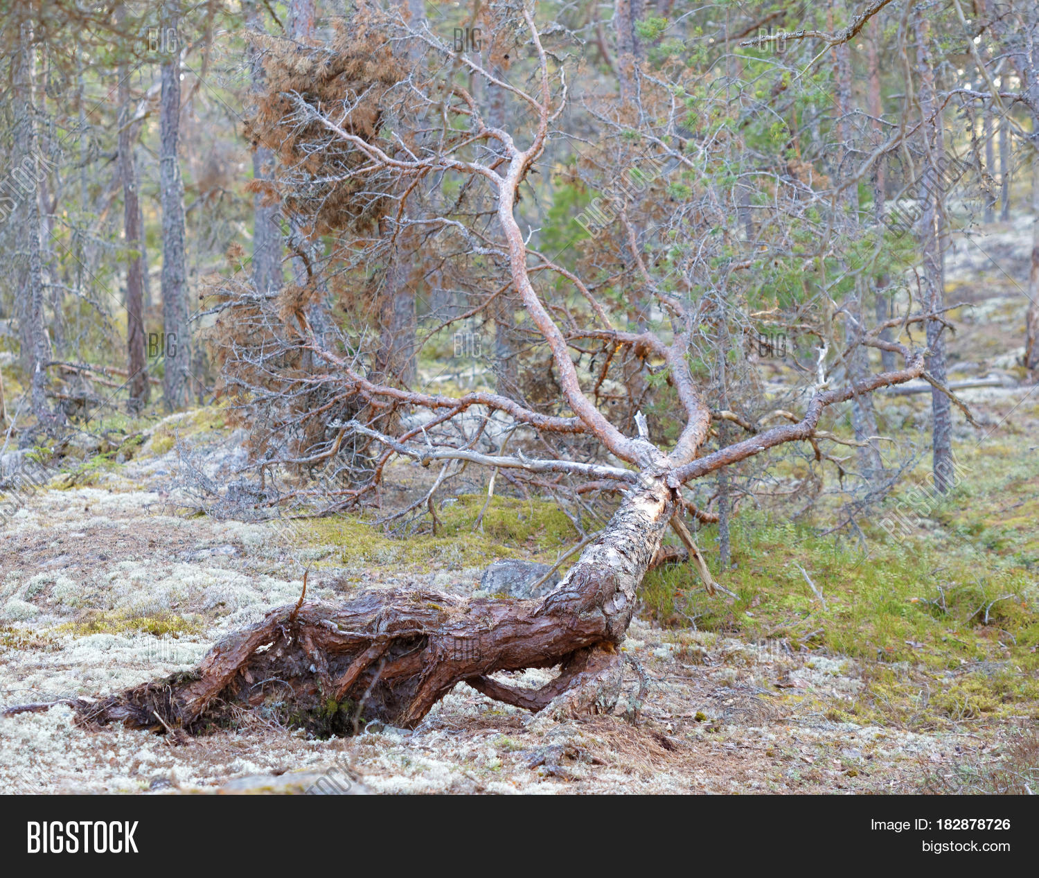Uprooted Fallen Pine Image & Photo (Free Trial) | Bigstock