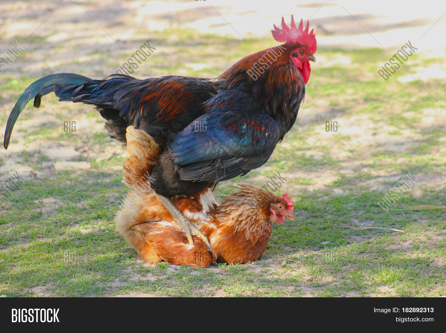 Rooster Copulating Hen Image & Photo (Free Trial) | Bigstock