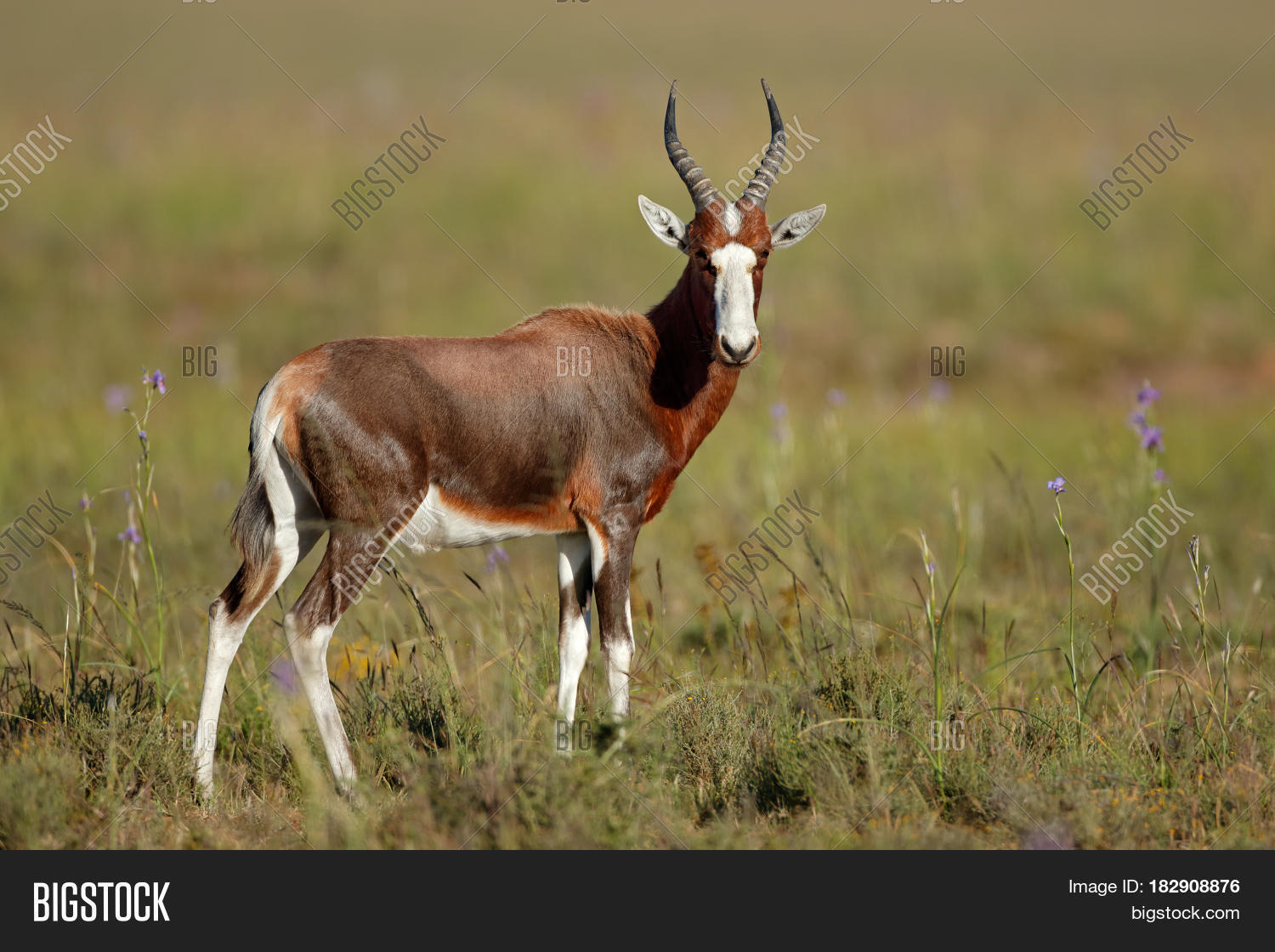 Blesbok Antelope ( Image & Photo (Free Trial) | Bigstock