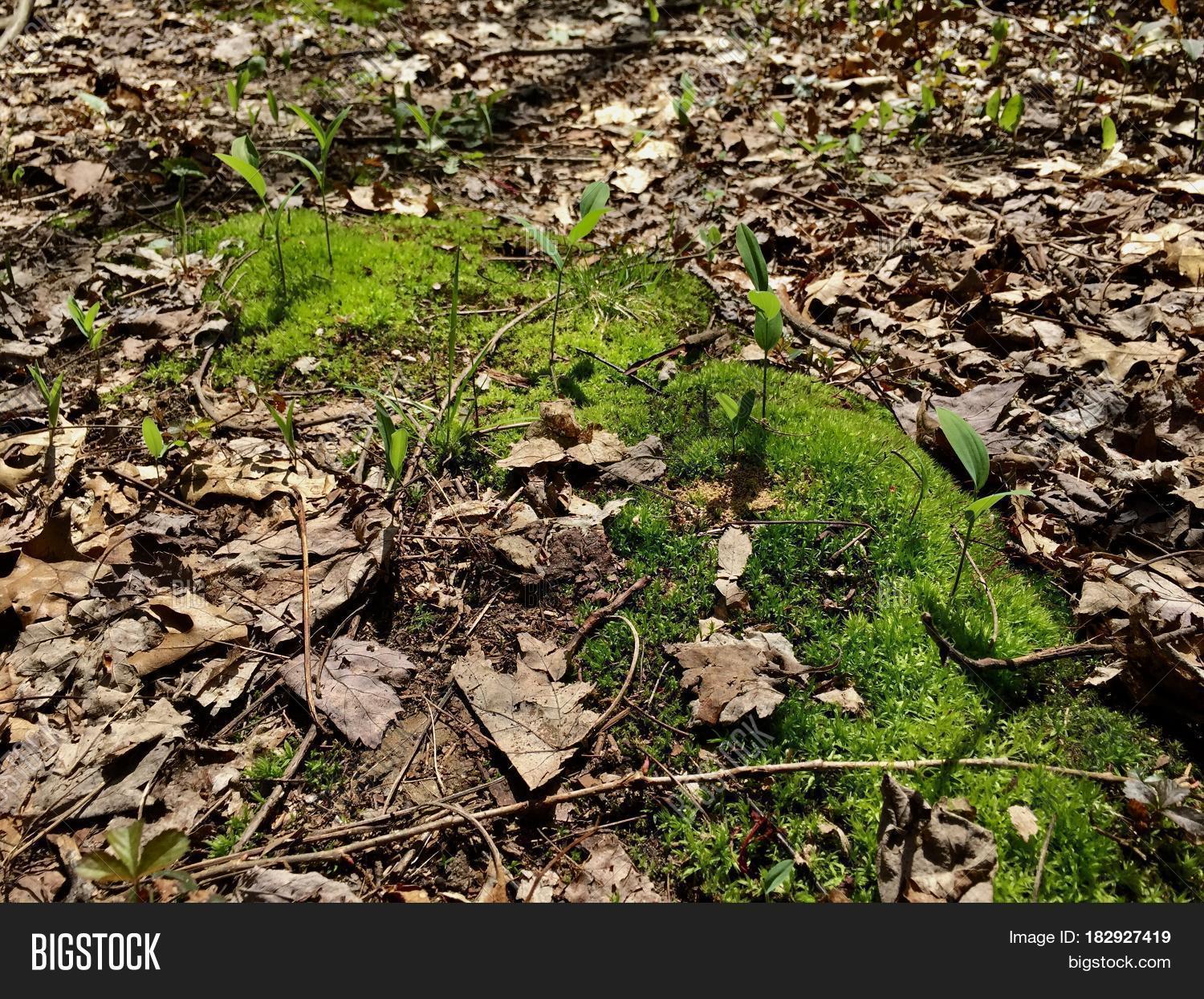 Moss Covered Forest Image & Photo (Free Trial) | Bigstock