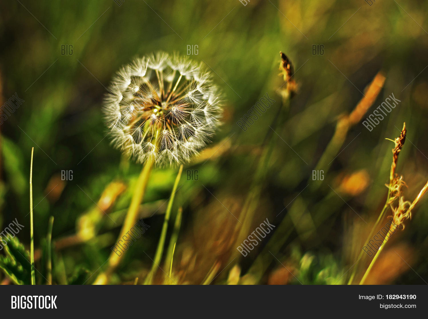 Dandelions Summer Image & Photo (Free Trial) | Bigstock