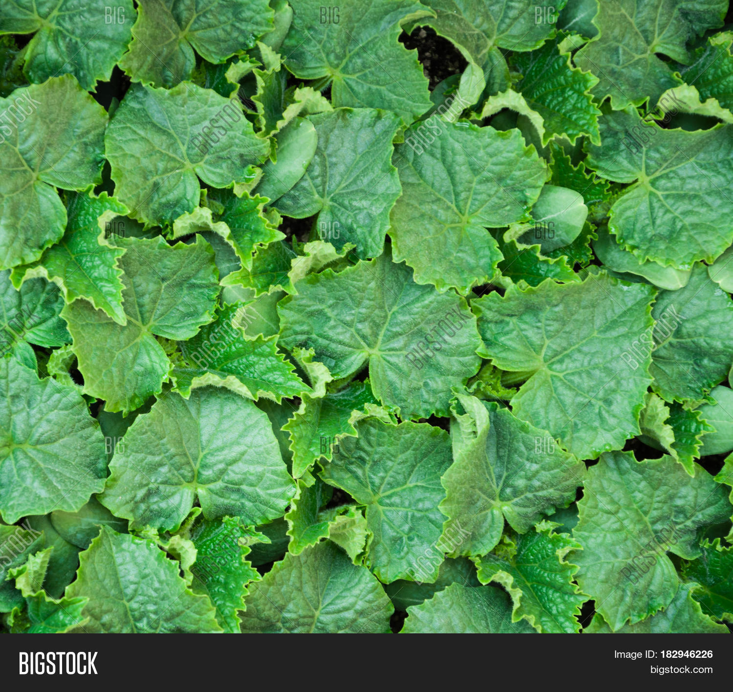 Cucumber Plant Texture Image & Photo (Free Trial) | Bigstock