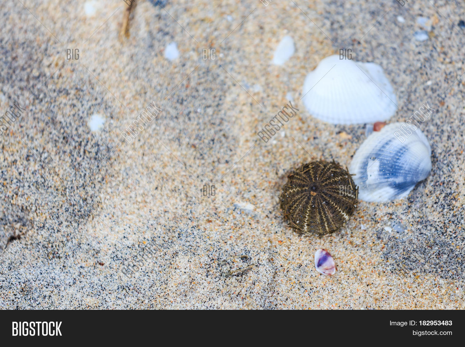 Natural Sea Shells On Image & Photo (Free Trial) | Bigstock