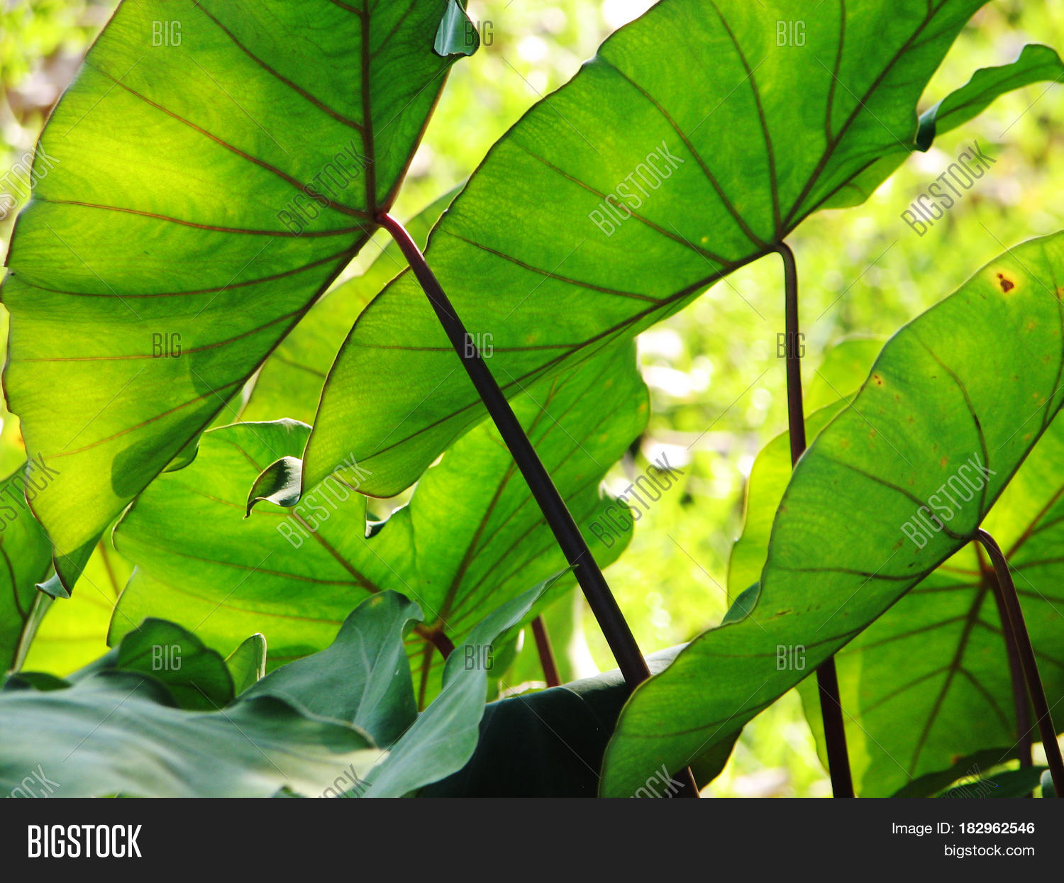 Elephant Ears Taro Image & Photo (Free Trial) | Bigstock