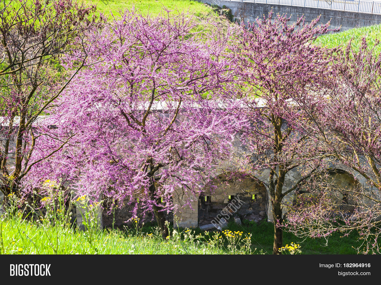 Flowering Cercis Tree Image & Photo (Free Trial) | Bigstock