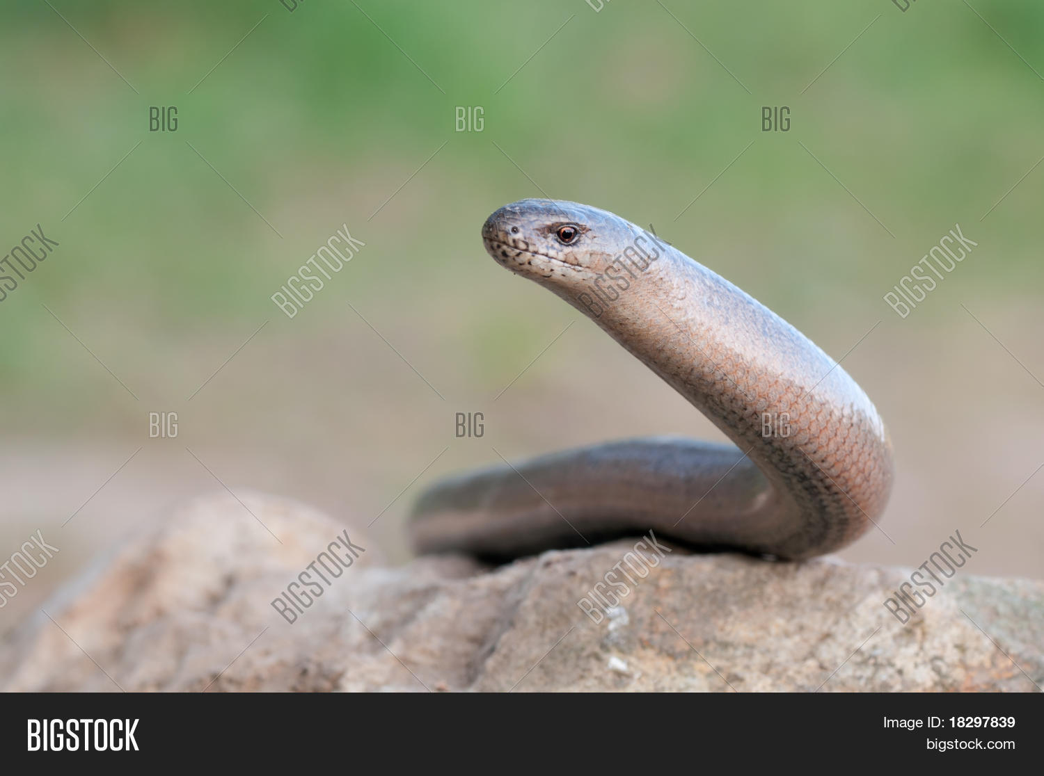 Blindworm Image & Photo (Free Trial) | Bigstock