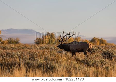 Bull Elk Bugling Image & Photo (Free Trial) | Bigstock