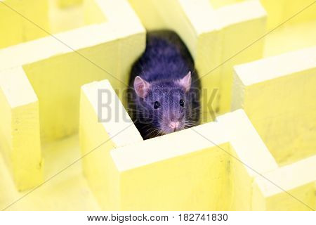 Gray Decorative Rat Image & Photo (Free Trial) | Bigstock