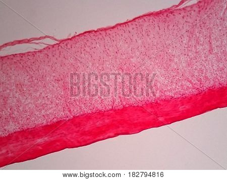 Cross Section Human Image & Photo (Free Trial) | Bigstock