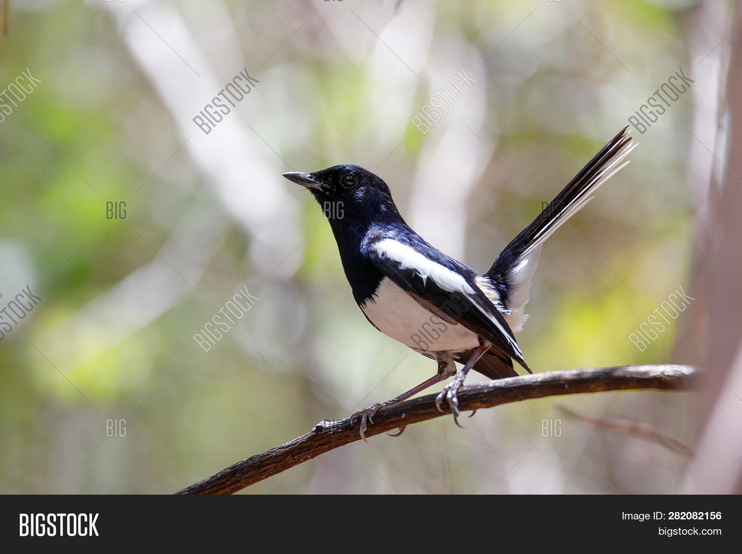 Bird Madagascar Magpie Image & Photo (Free Trial) | Bigstock