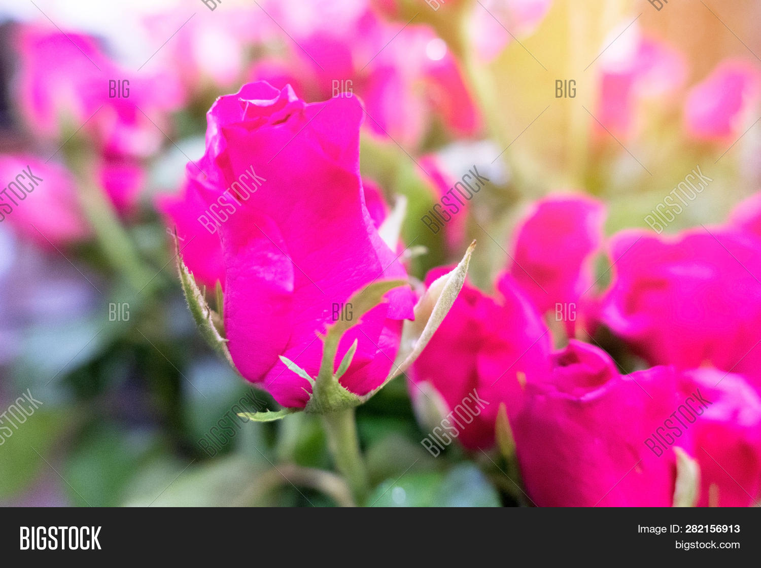 Beautiful Bloom Rose Image & Photo (Free Trial) | Bigstock