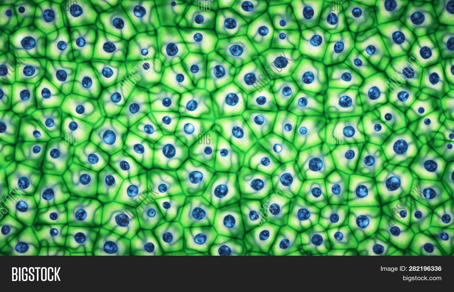 Embryonic Bright Green Image & Photo (Free Trial) | Bigstock