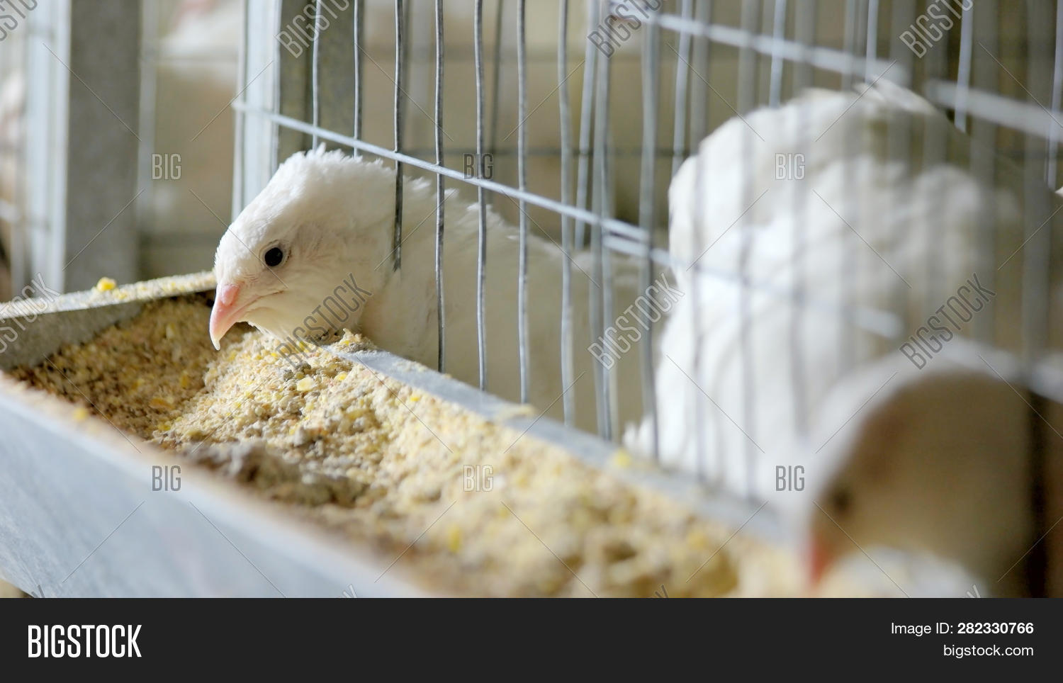 Quails Cages Poultry Image & Photo (Free Trial) | Bigstock