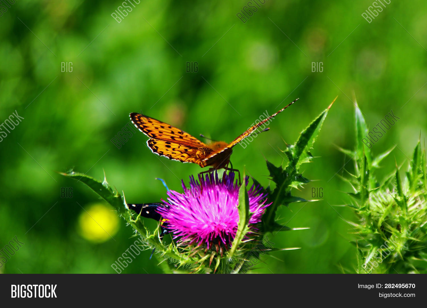 Nymphalidae Image & Photo (Free Trial) | Bigstock