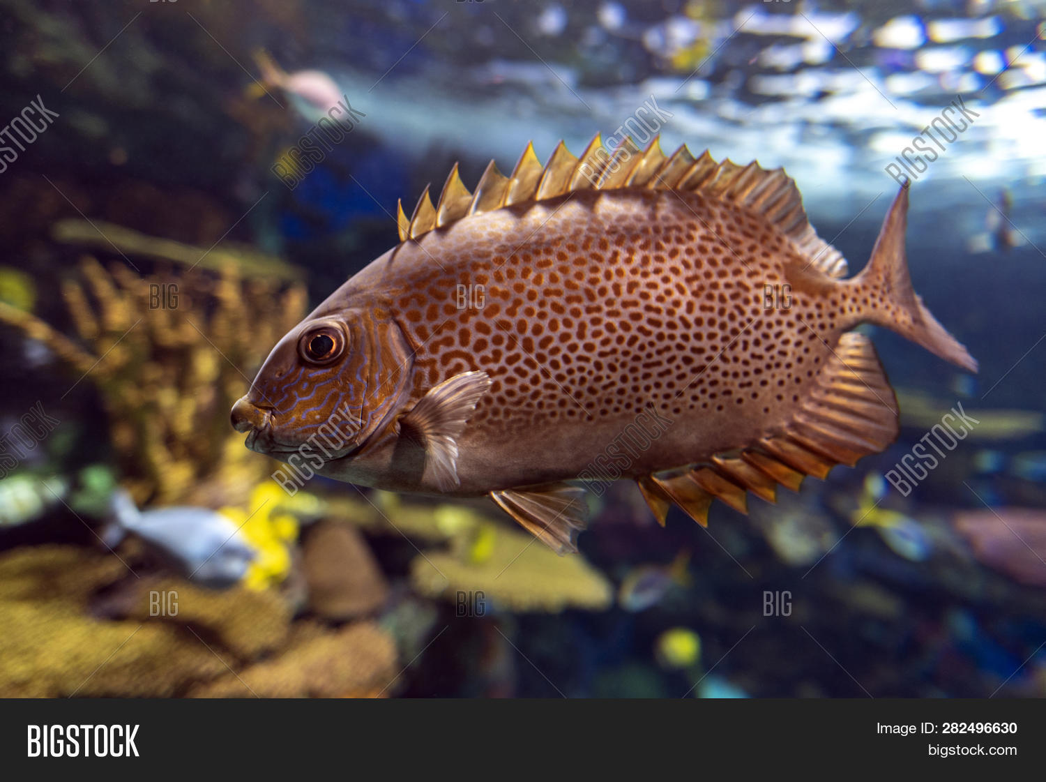 Yellow Spot Rabbitfish Image & Photo (Free Trial) | Bigstock