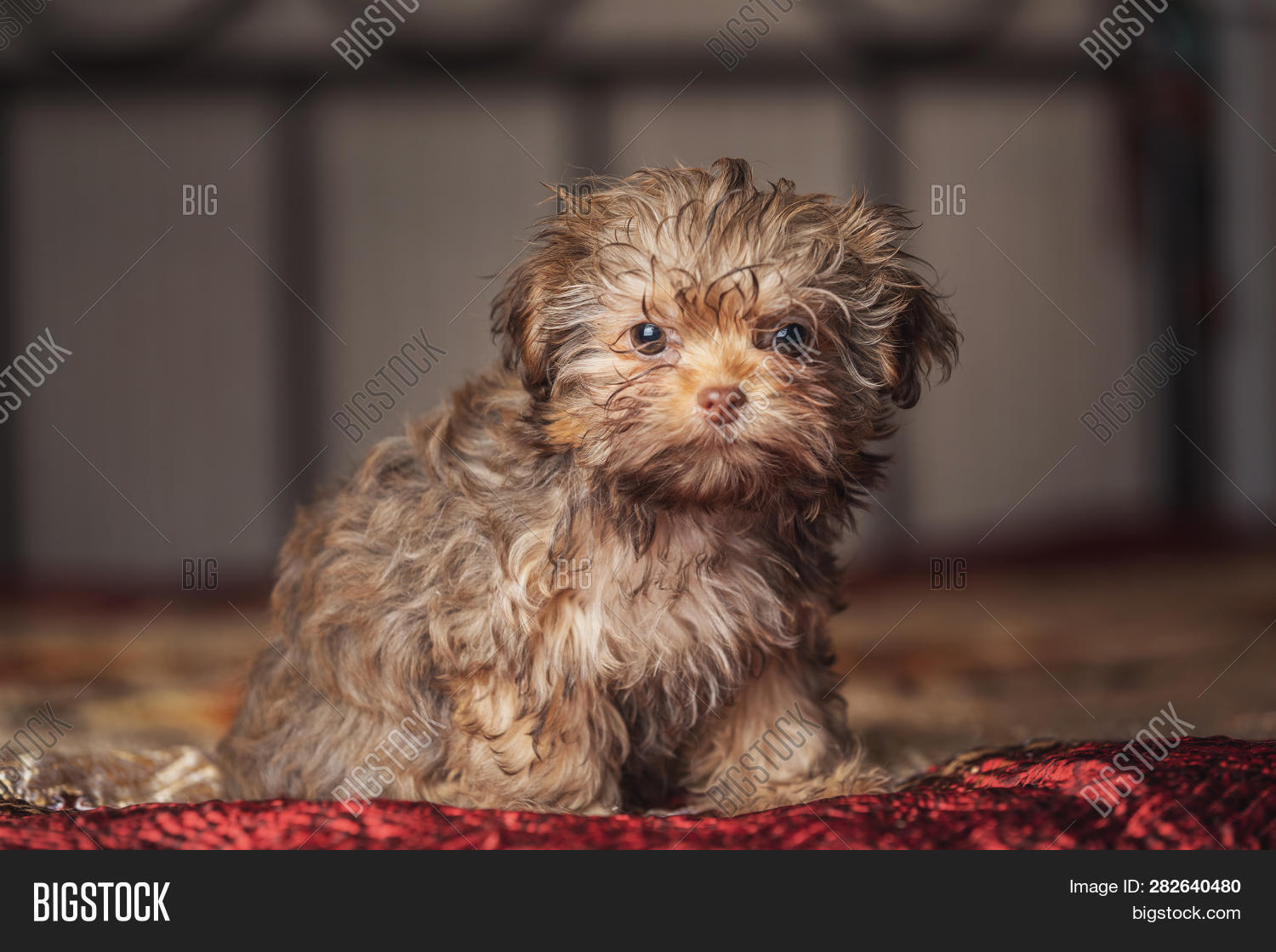 Havanese Dog Home. Image & Photo (Free Trial) | Bigstock