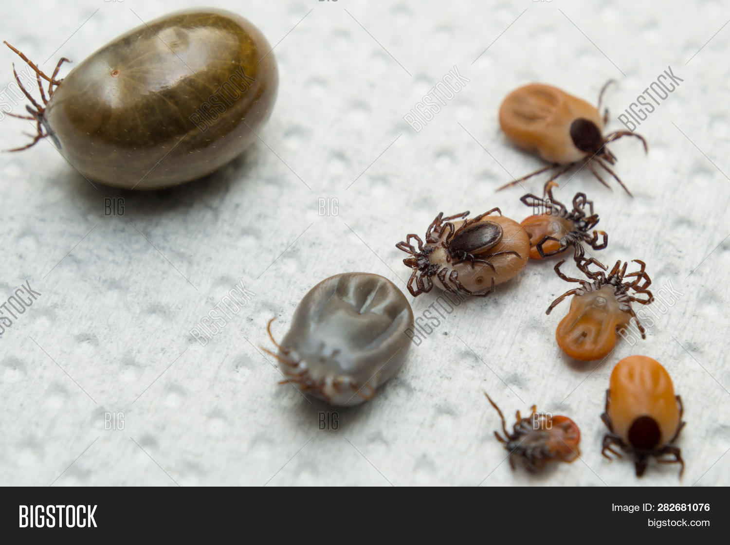 Ticks Different Sizes Image & Photo (Free Trial) | Bigstock