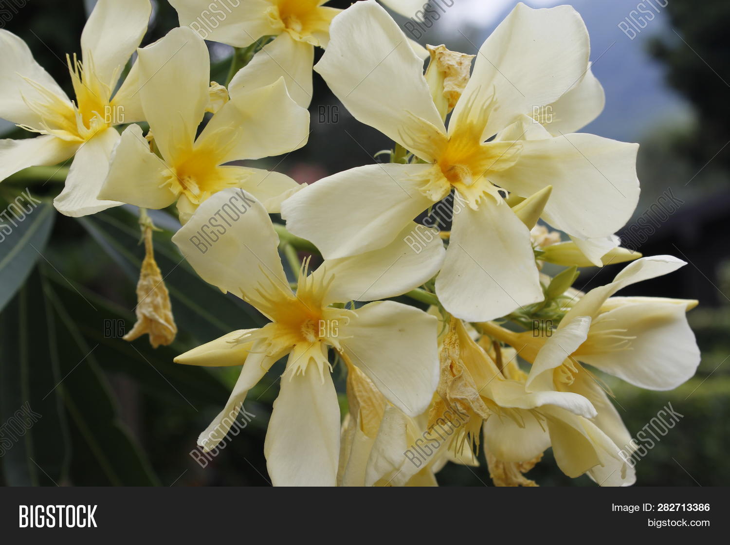 Oleander Flower Garden Image & Photo (Free Trial) | Bigstock