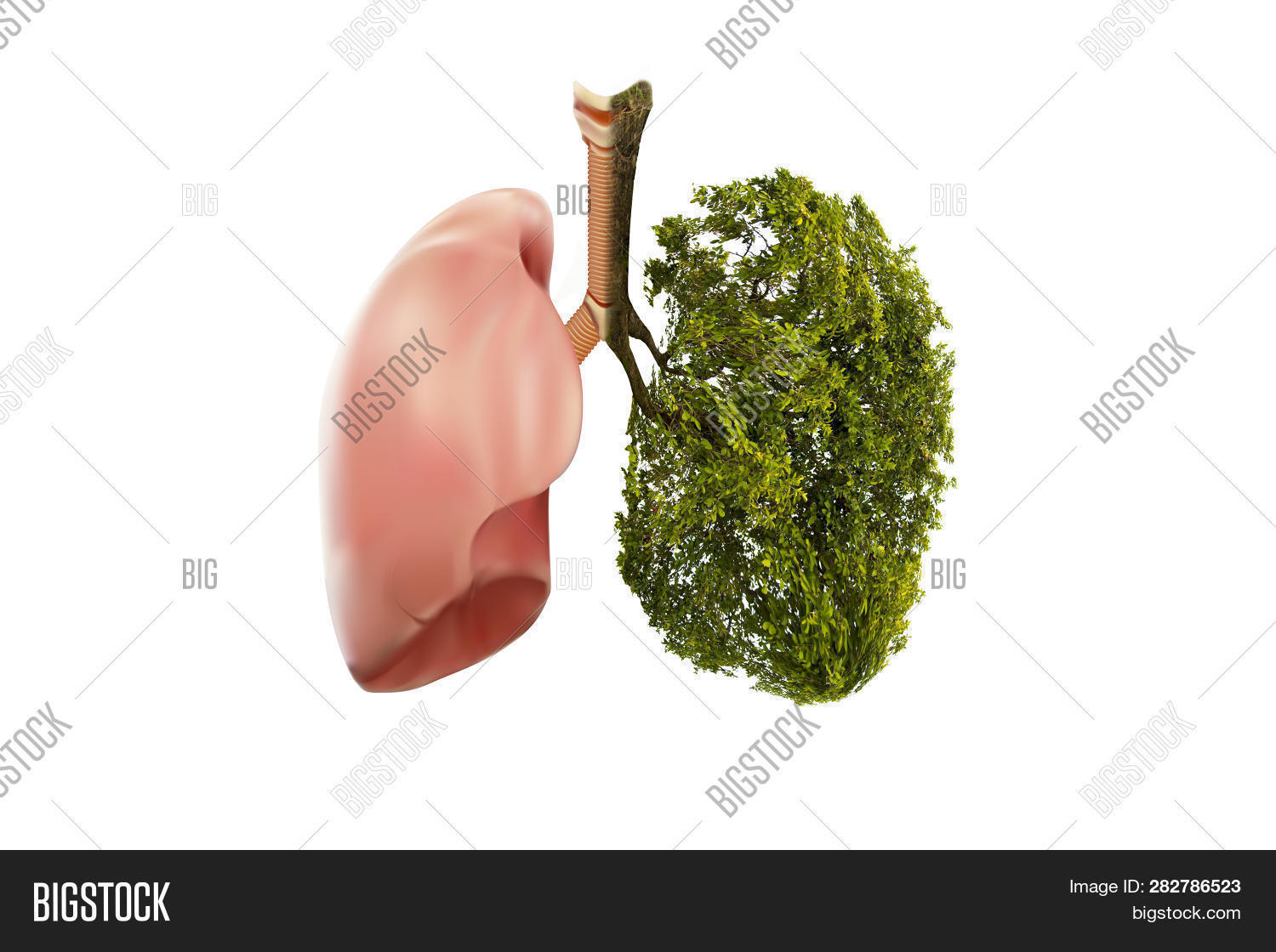 Lung Green Tree-shaped Image & Photo (Free Trial) | Bigstock