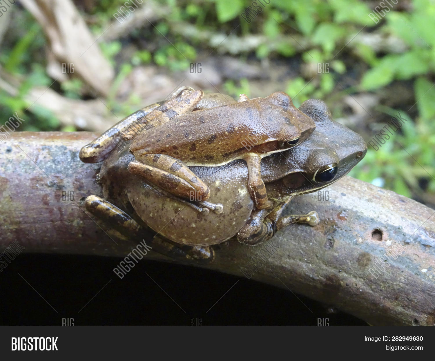 Frog Sits On Back His Image & Photo (Free Trial) | Bigstock