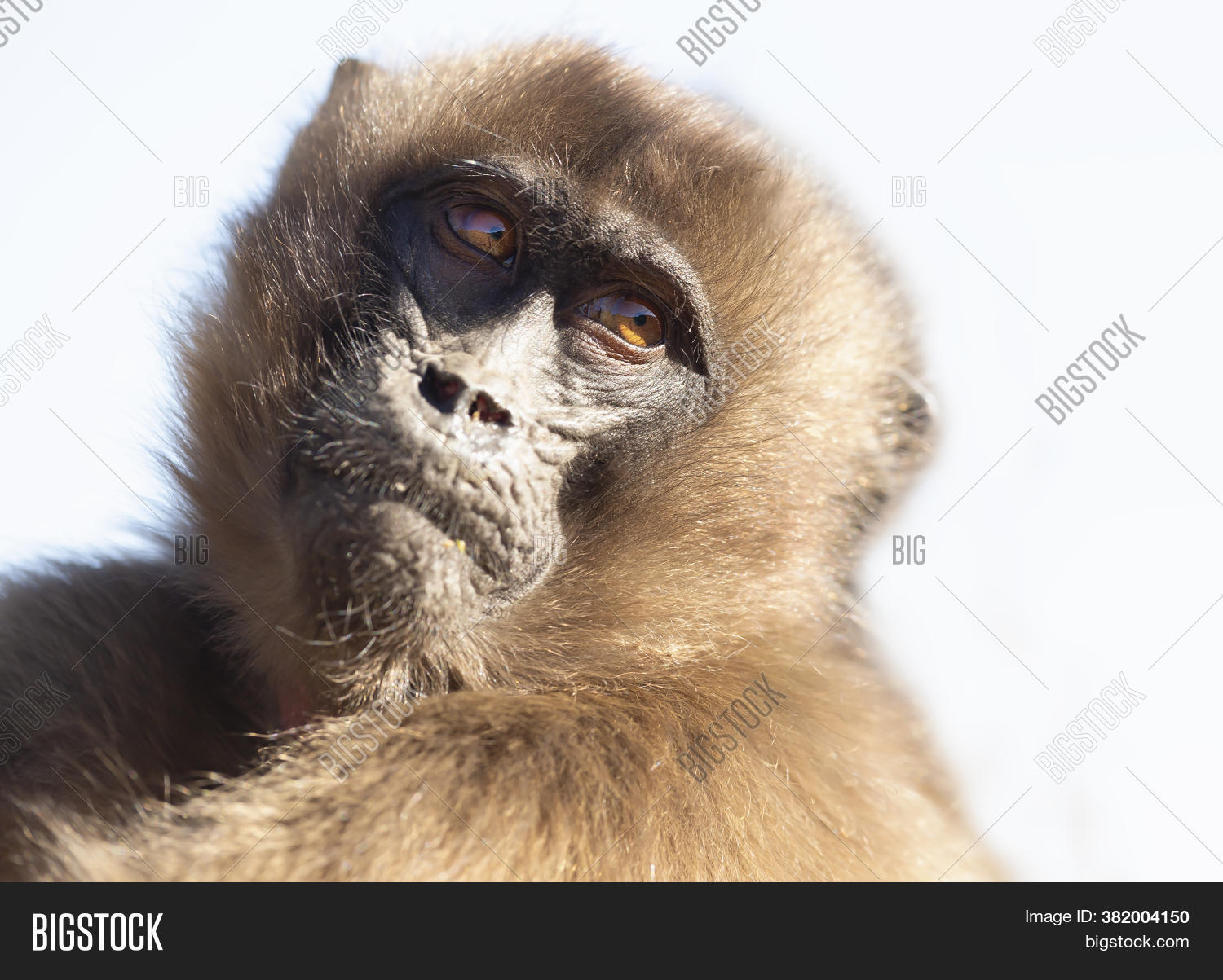 Close Baby Gelada Image & Photo (Free Trial) | Bigstock