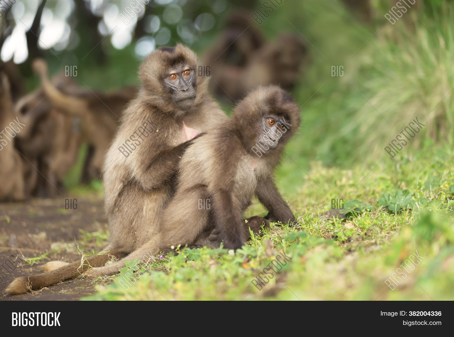 Close Mother Gelada Image & Photo (Free Trial) | Bigstock