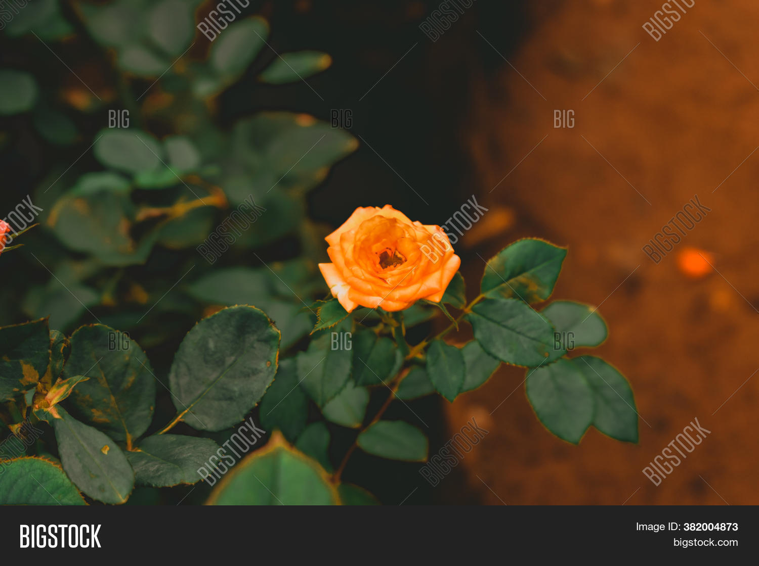 Saffron Colored Rose Image & Photo (Free Trial) | Bigstock